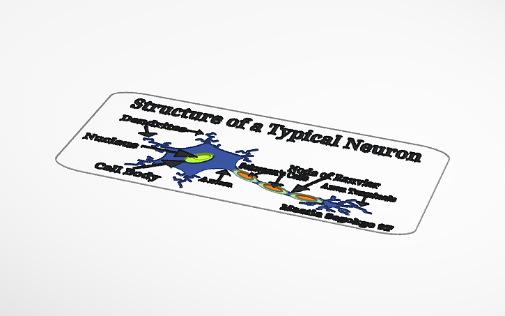 3D design Structure of a Typical Neuron - Tinkercad