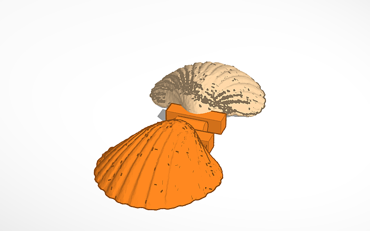 3D design Sea Shell - Tinkercad