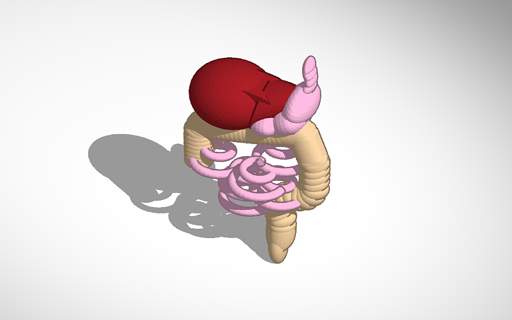 3D design Digestive System - Tinkercad
