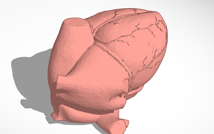 3D design Anatomical heart - Tinkercad