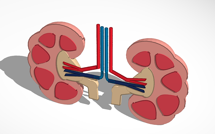 3D design Kidney By Ahzab (IB-IDU) - Tinkercad