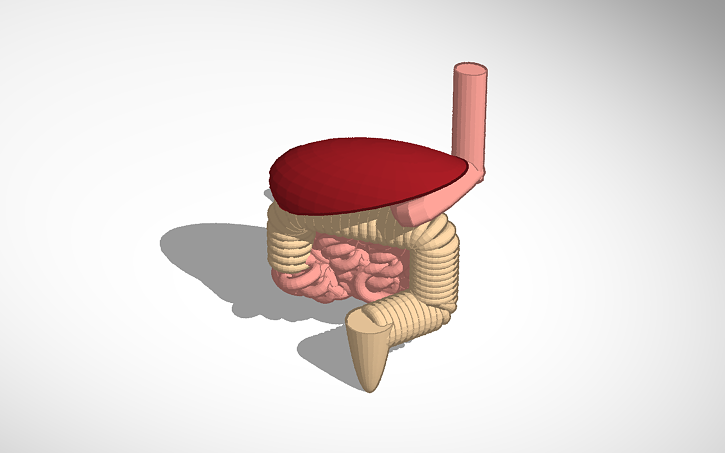 3D design digestive system - Tinkercad