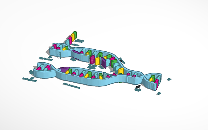 3D design Jayden Georgis - DNA Replication Model - Tinkercad