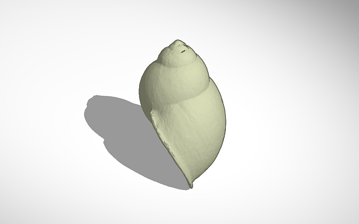 3D design Starter Shell for Shell Design Project - Tinkercad