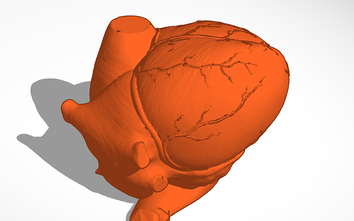 3D design The Heart - Tinkercad