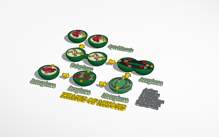 3D design Mitosis - Tinkercad