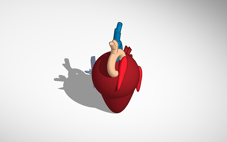 3D design human heart - Tinkercad