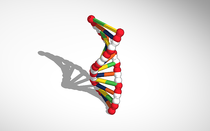 3D design DNA Model - Tinkercad