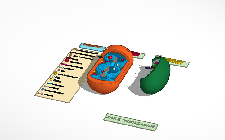3D design Jake Yudelman -Mitochondria & Chloroplast - Tinkercad