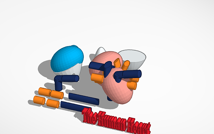 3D design Human heart - Tinkercad
