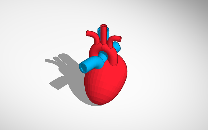 3D design Human Heart - Tinkercad