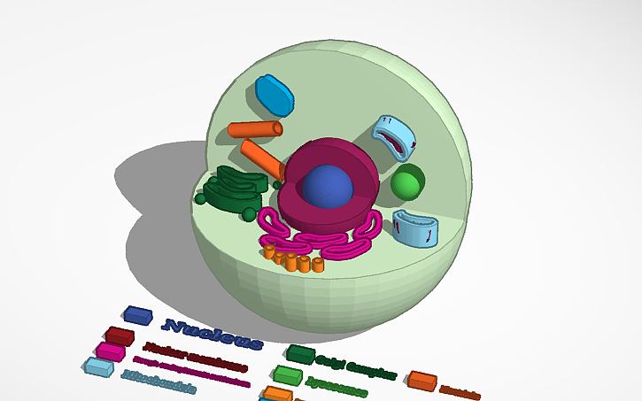 3D design 3d Labeled Animal Eukaryotic Cell - Tinkercad