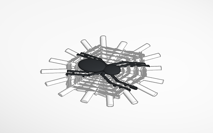 3D design spider - Tinkercad