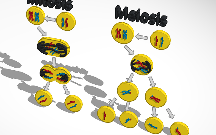 3D design Mitosis and Meiosis Cell Division - Tinkercad
