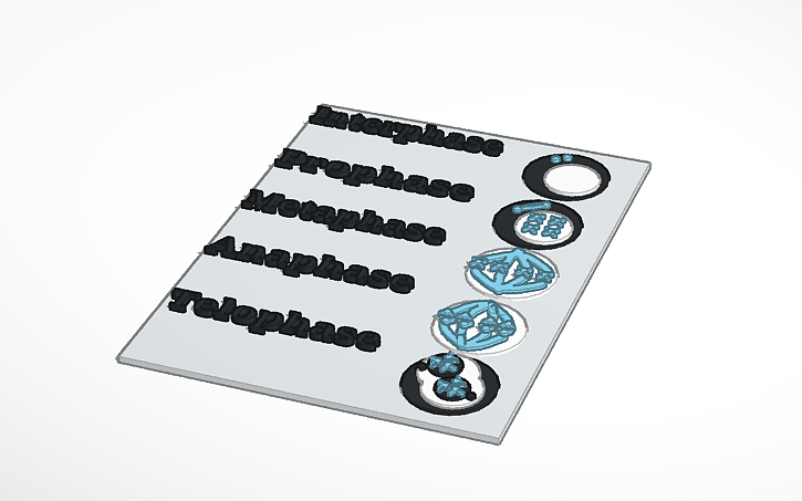 3D design Mitosis Diagram - Tinkercad