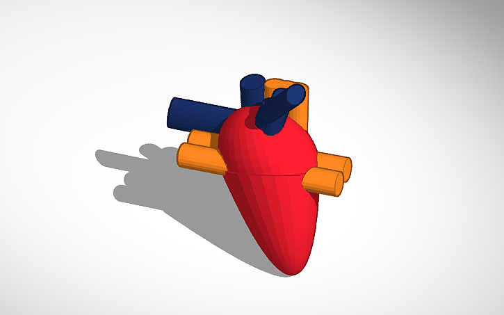 3D design Human Heart - Tinkercad