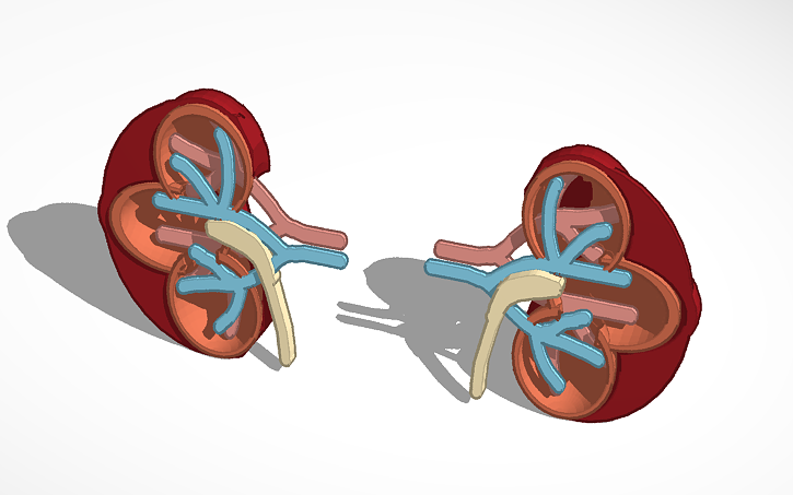 3D design kidney - Tinkercad
