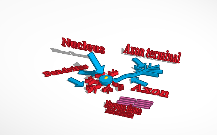 3D design Labeled model of Neuron - Tinkercad