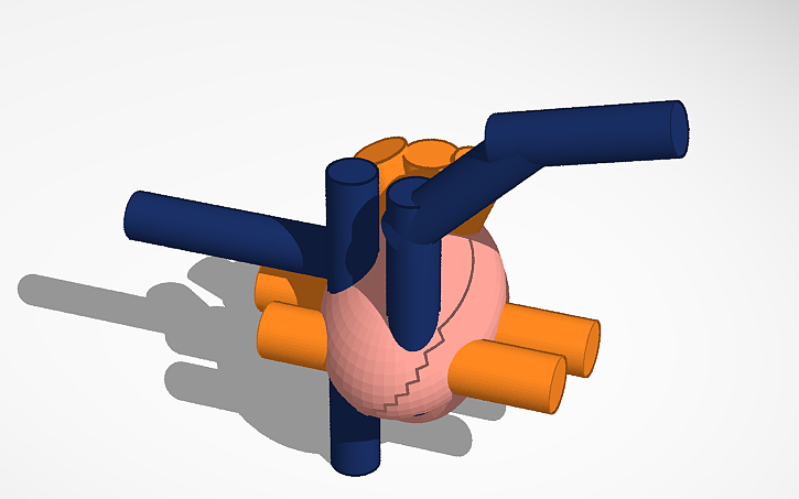 3D design Human Heart - Tinkercad