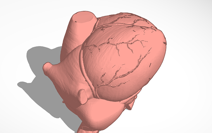 3D design heart - Tinkercad
