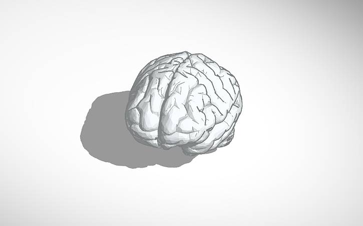 3D design Copy of brain - Tinkercad