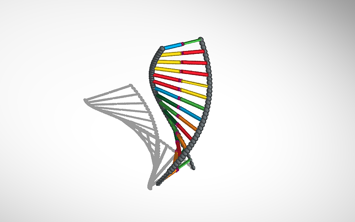 3D design Hebert Double Helix - Tinkercad