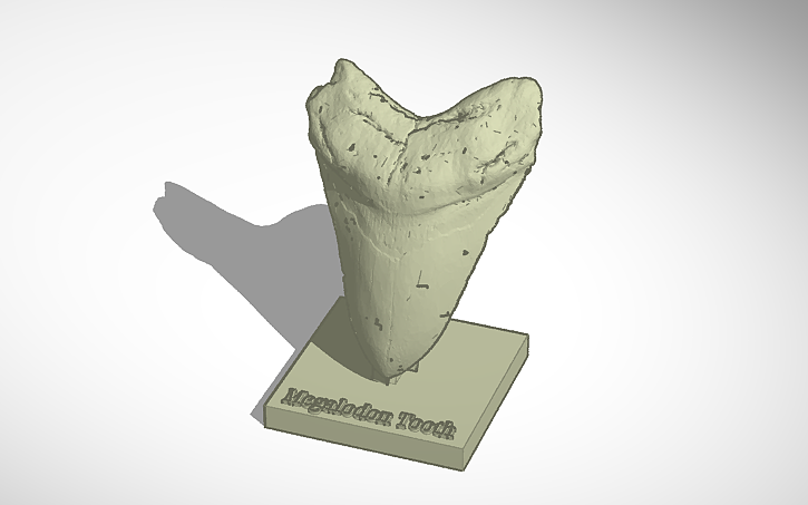 3D design megalodon tooth - Tinkercad