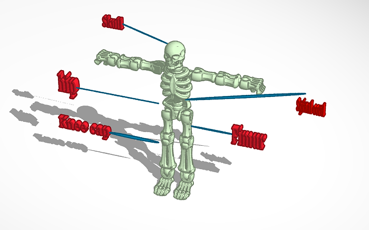 3D design Skeletal System Model - Tinkercad