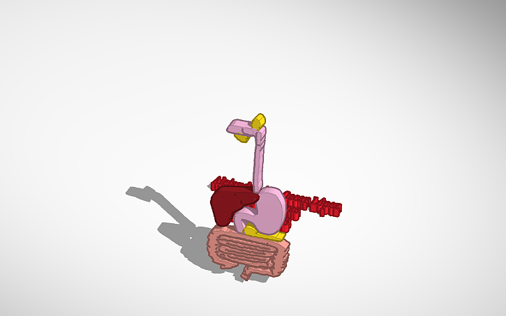 3D design sistema digestivo - Tinkercad