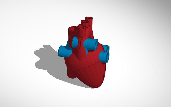 3D design Human Heart - Tinkercad