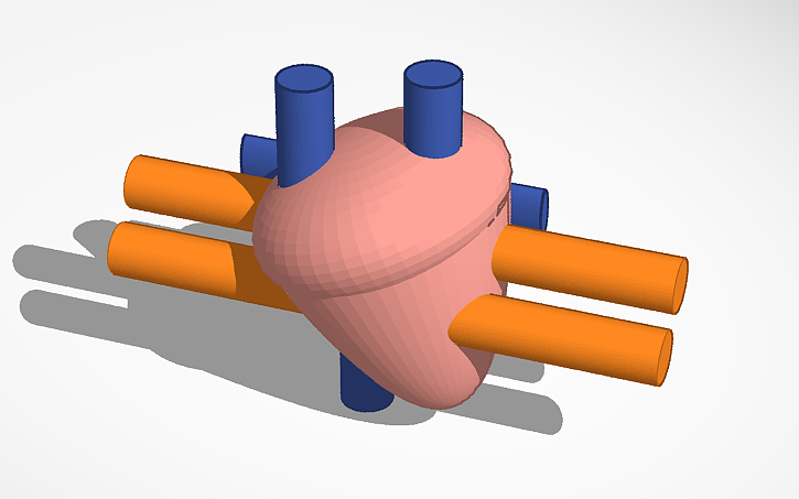 3D design human heart - Tinkercad