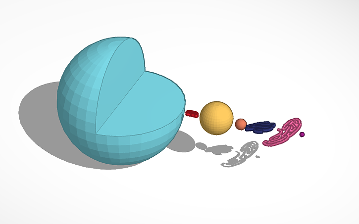 3D design 6th Grade Science Cell Model Template - Tinkercad