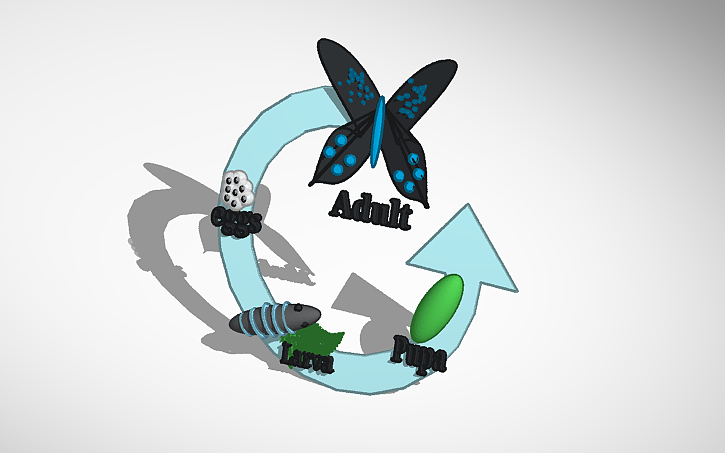3D design The butterfly life cycle - Tinkercad