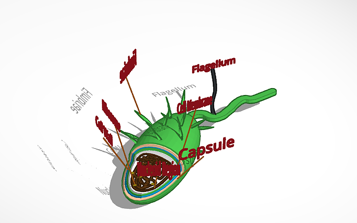 3D design Prokaryotic Cell - Tinkercad