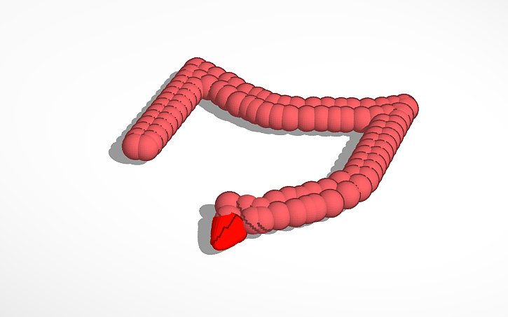 3D design Large Intestine - Tinkercad