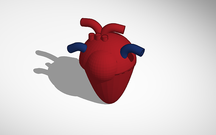 3D design Human Heart - Tinkercad