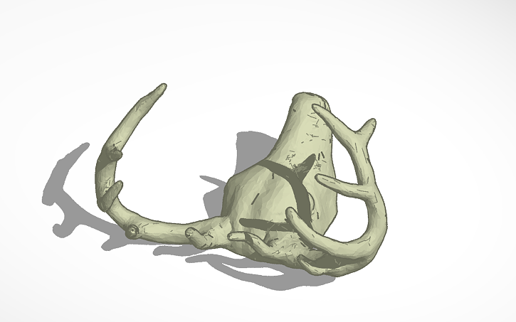 3D design Top of deer head - Tinkercad