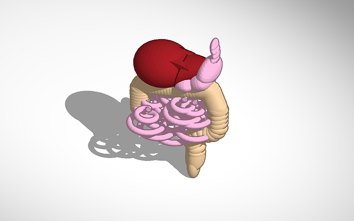 3D design Digestive System - Tinkercad
