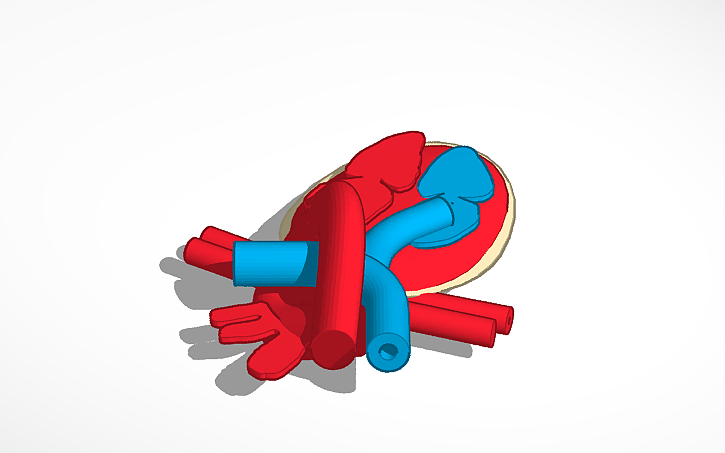 3D design the human heart - Tinkercad