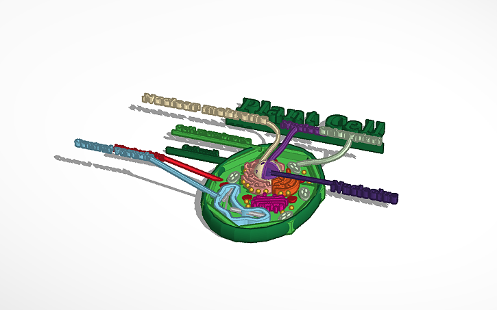 3D design Plant Cell Bio Project - Tinkercad